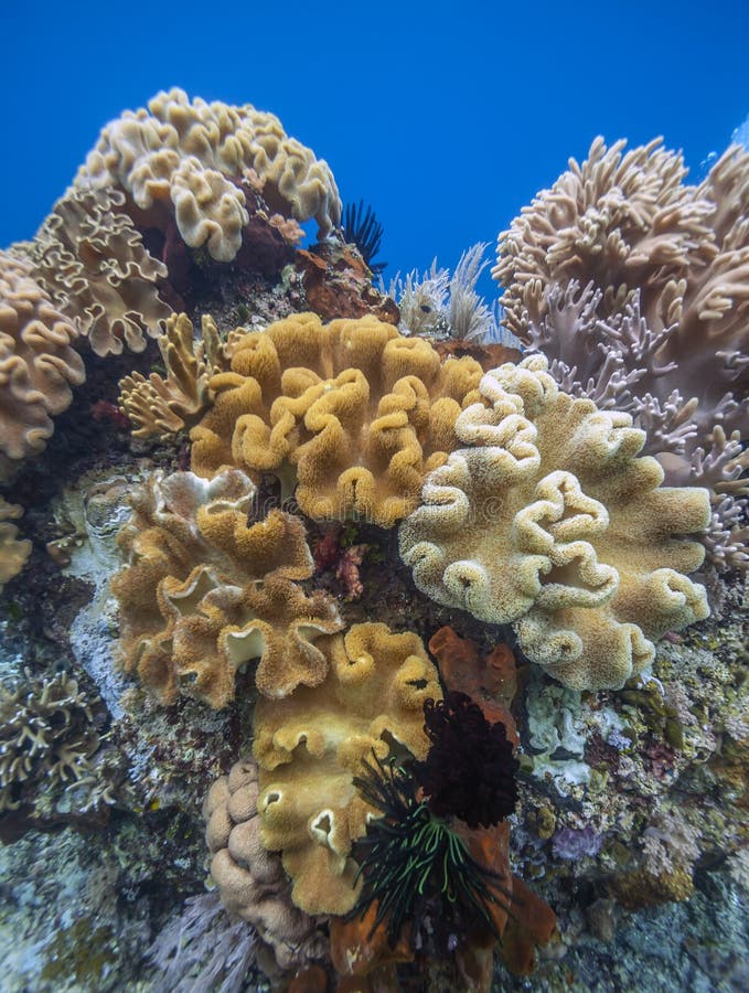 Coral reef South Pacific stock image. Image of marine - 152726683