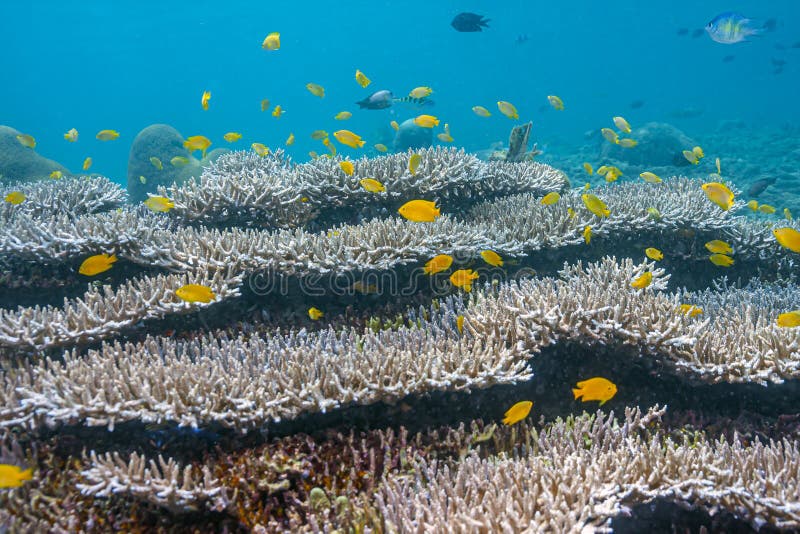 Coral reef South Pacific stock photo. Image of coral - 235815430