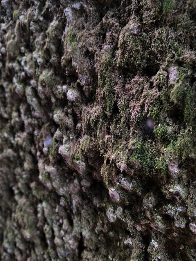 Coral reef stone stock photo. Image of reef, relief - 259420870