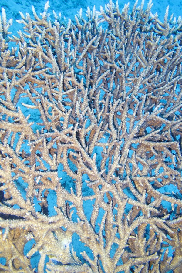 Coral Reef with Table Coral Close Up, Underwater Stock Image - Image of ...