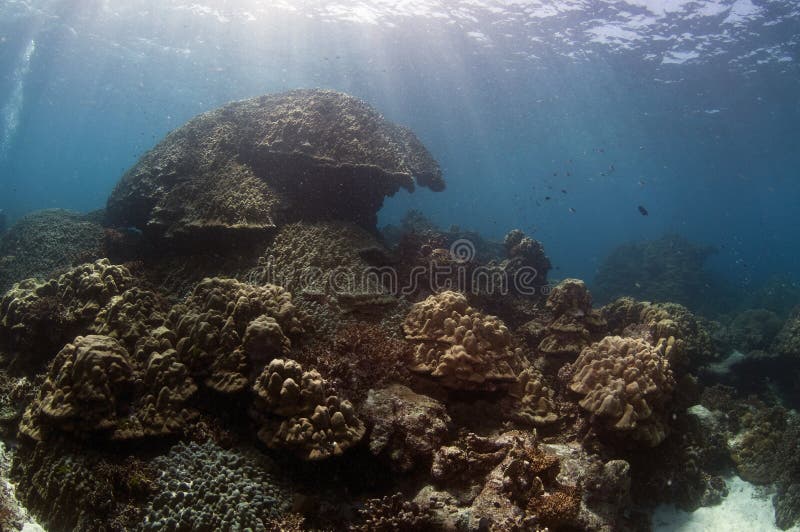 Coral reef Thailand stock image. Image of thailand, scuba - 22551537