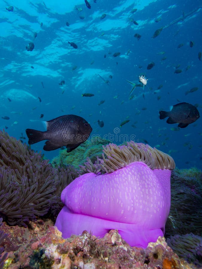 476 Coral Reef Tube Worm Stock Photos - Free & Royalty-Free Stock ...