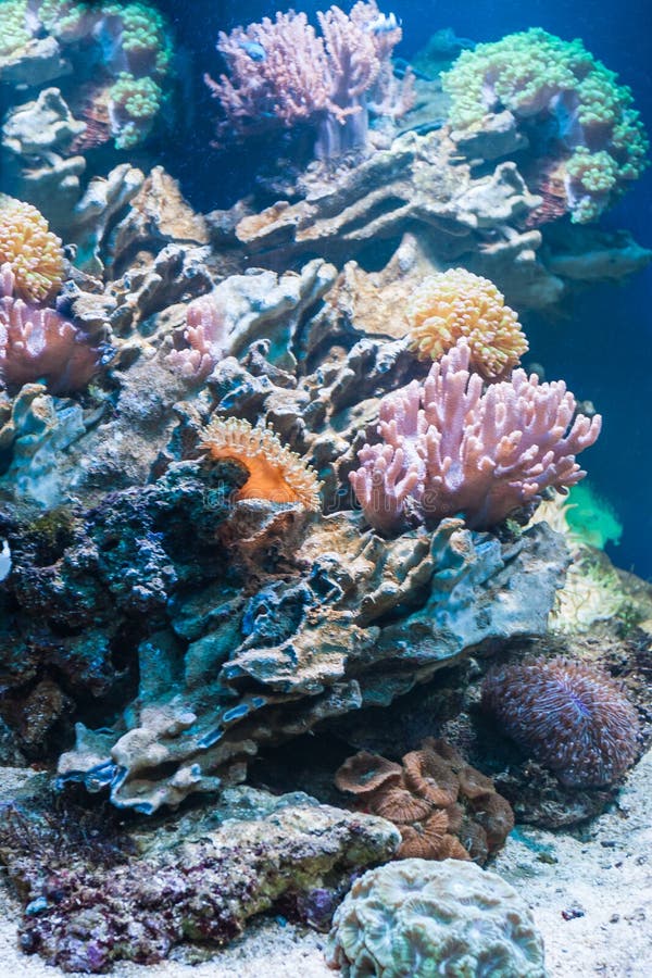 Coral Reef in Tropical Aquarium Stock Photo - Image of colourful ...