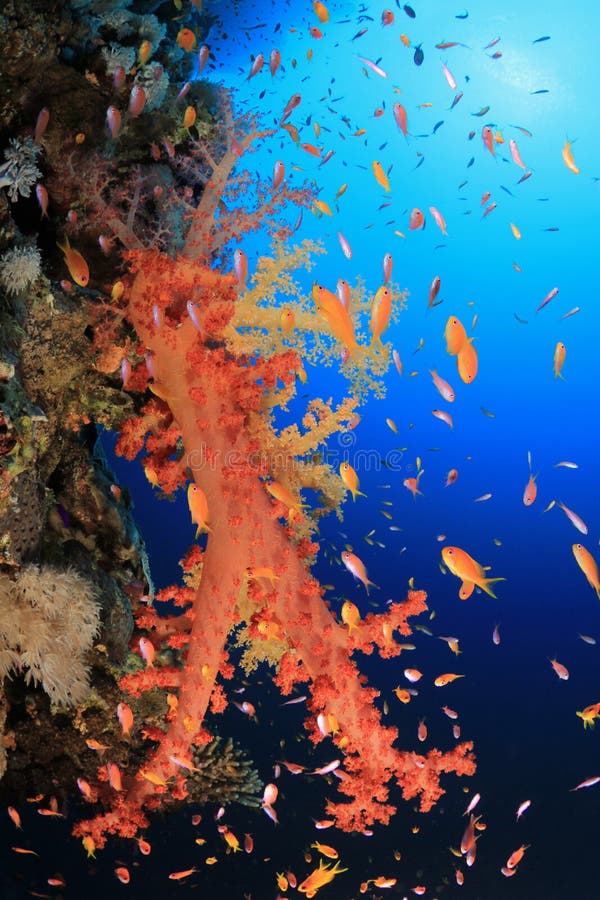 Valentine Heart Made of Corals (Dendronephthya Hemprichi) Stock Image ...
