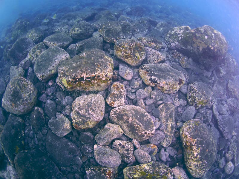 Coral reef stock image. Image of marine, bali, aquatic - 60088623