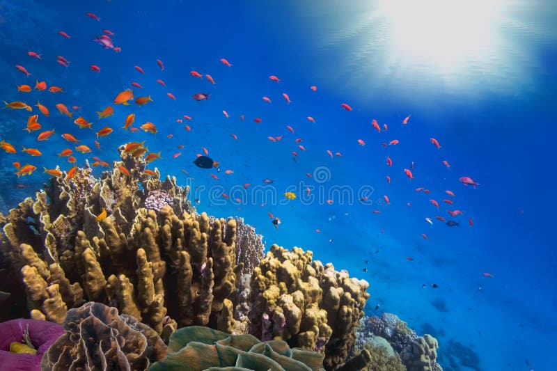 Coral Reef and Tropical Fish in Sunlight Stock Photo - Image of beauty ...