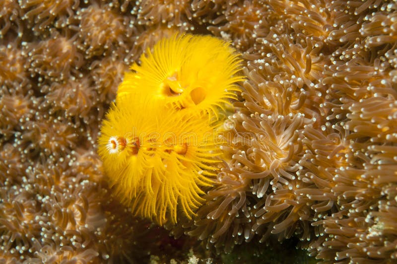 Coral reef, tube worm stock photo. Image of underwater - 24555230