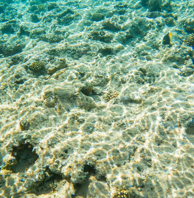 Coral Reef Under Sea Water. Stock Photo - Image of exotic, life: 267973390