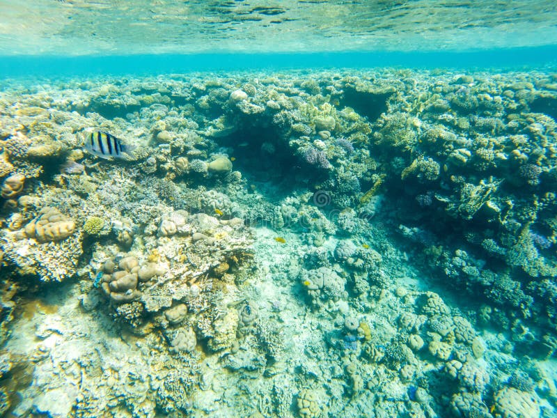 Coral Reef Under Sea Water. Stock Photo - Image of marine, aquatic ...
