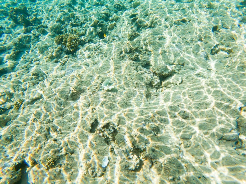 Coral Reef Under Sea Water. Stock Image - Image of deep, fish: 268910933