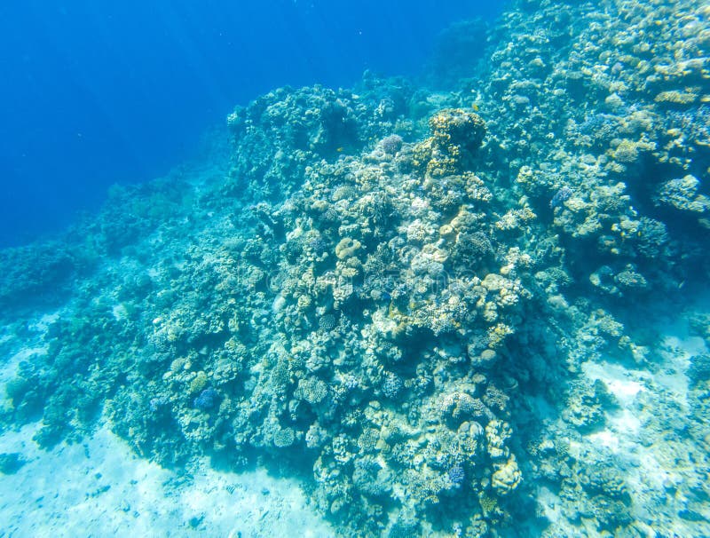 Coral Reef Under Sea Water. Stock Image - Image of reef, dive: 269475301