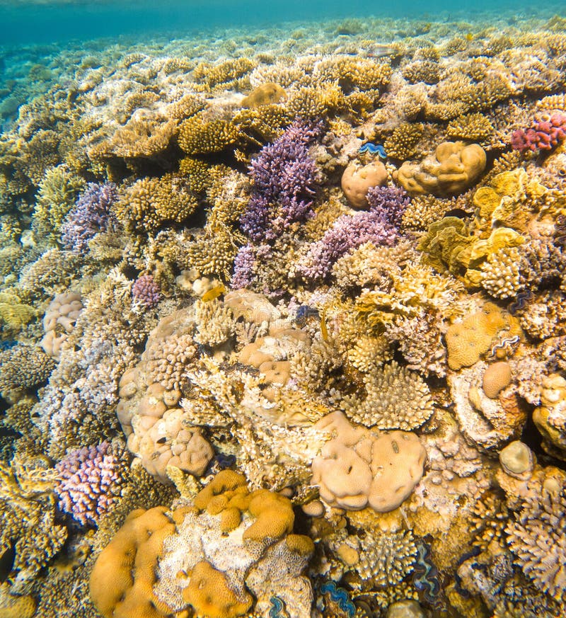 Coral Reef Under Sea Water. Stock Image - Image of aquarium, natural ...