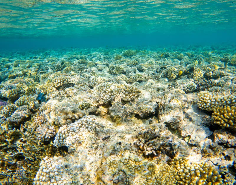 Coral Reef Under Sea Water. Stock Image - Image of wildlife, aquatic ...