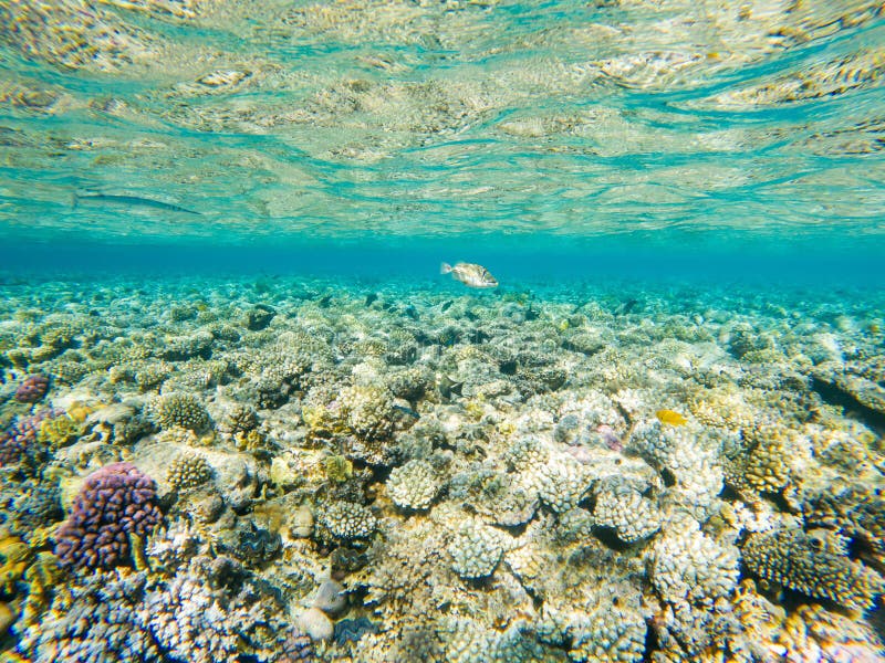 Coral Reef Under Sea Water. Stock Image - Image of wildlife, water ...