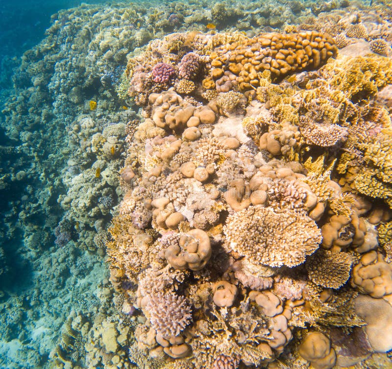 Coral Reef Under Sea Water. Stock Image - Image of wild, egypt: 275980277