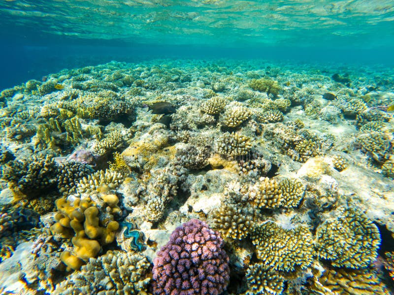 Coral Reef Under Sea Water. Stock Image - Image of nature, life: 276753575