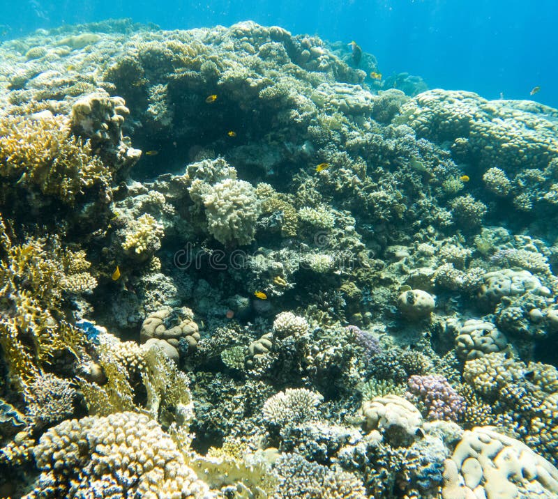 Coral Reef Under Sea Water. Stock Photo - Image of ocean, wildlife ...