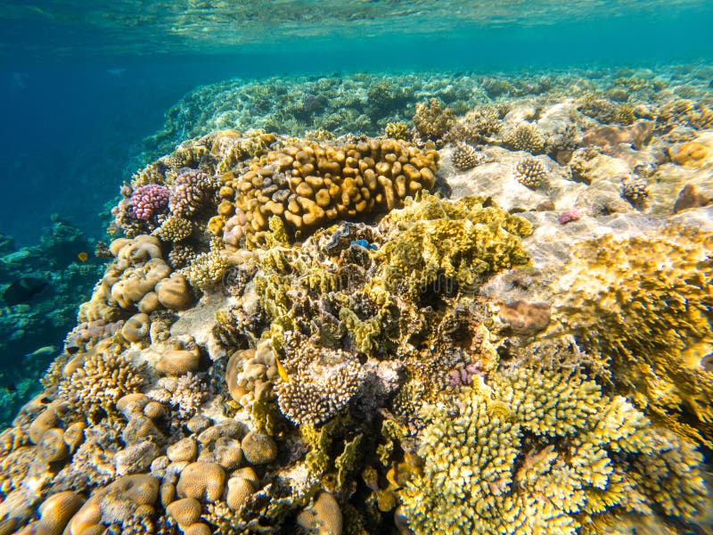 Coral Reef Under Sea Water. Stock Image - Image of ocean, seascape ...