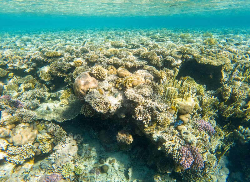 Coral Reef Under Sea Water. Stock Image - Image of water, landscape ...