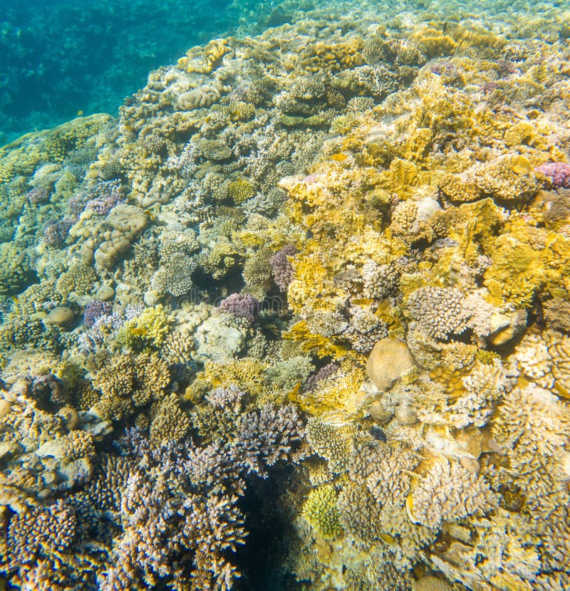Coral Reef Under Sea Water. Stock Photo - Image of scuba, water: 289063778