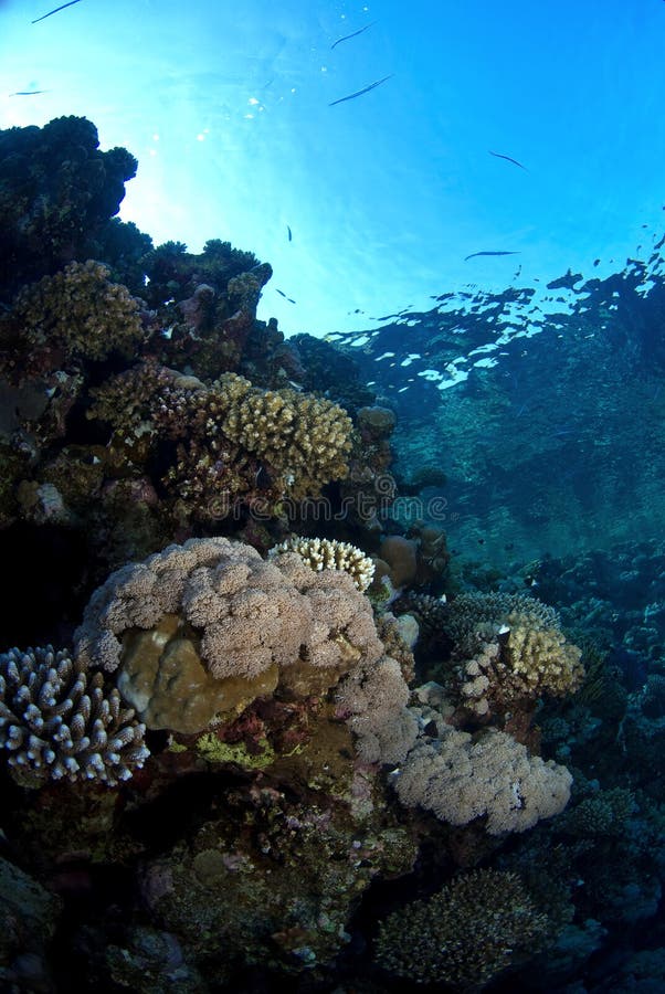 Coral reef stock image. Image of discover, marine, blue - 2790299