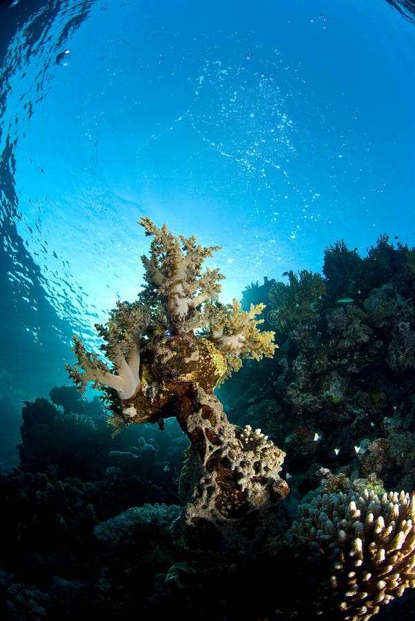 Coral Reef Under the Surface Stock Photo - Image of ocean, water: 3501124