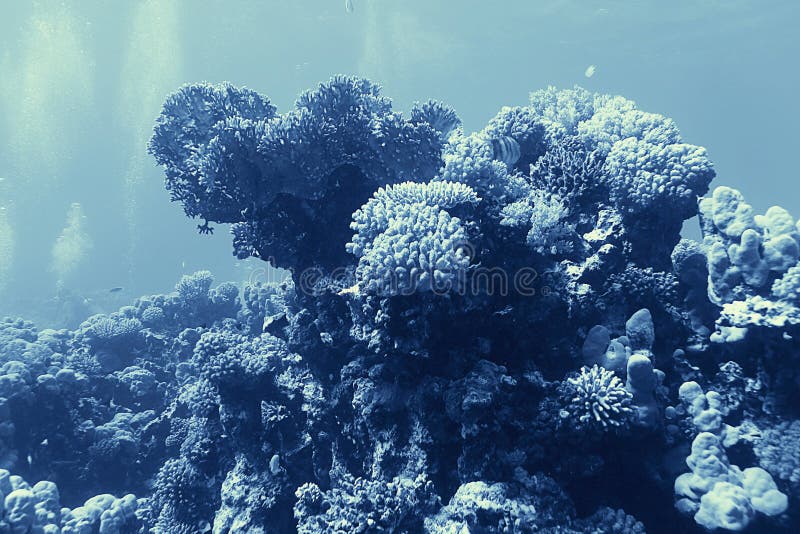Cold Water Reef Stock Photos - Download 1,113 Royalty Free Photos
