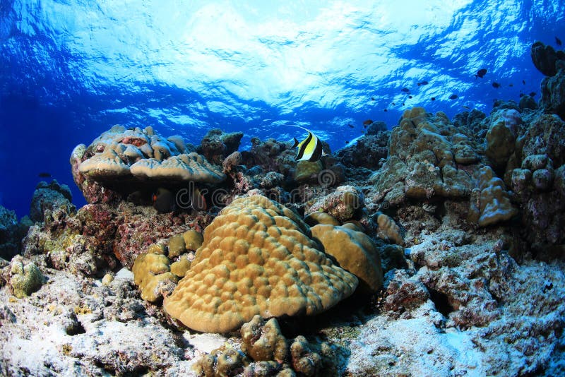 Coral Reef Underwater in the Tropical Ocean Stock Photo - Image of ...