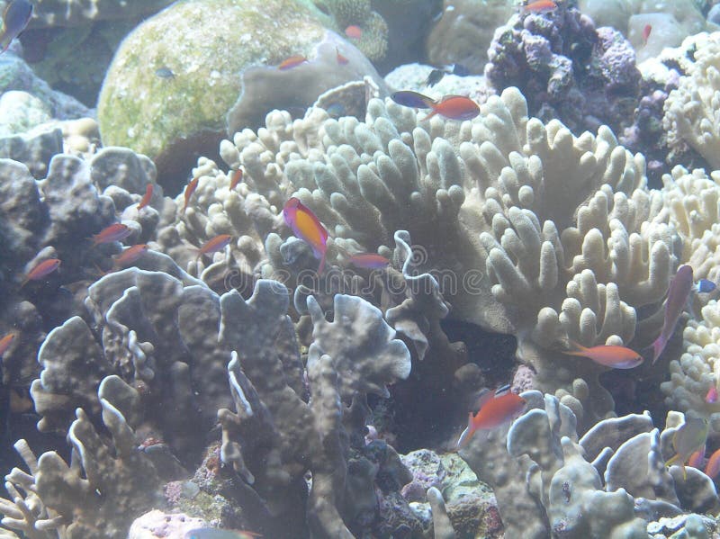 Coral Reef and Fish in Wakatobi Island Stock Image - Image of coral ...