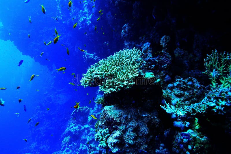 Coral reef in warm sea stock photo. Image of marine, animals - 69399466