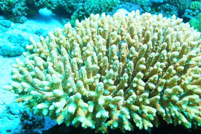 Coral reef in warm sea stock image. Image of bright, dive - 69399525