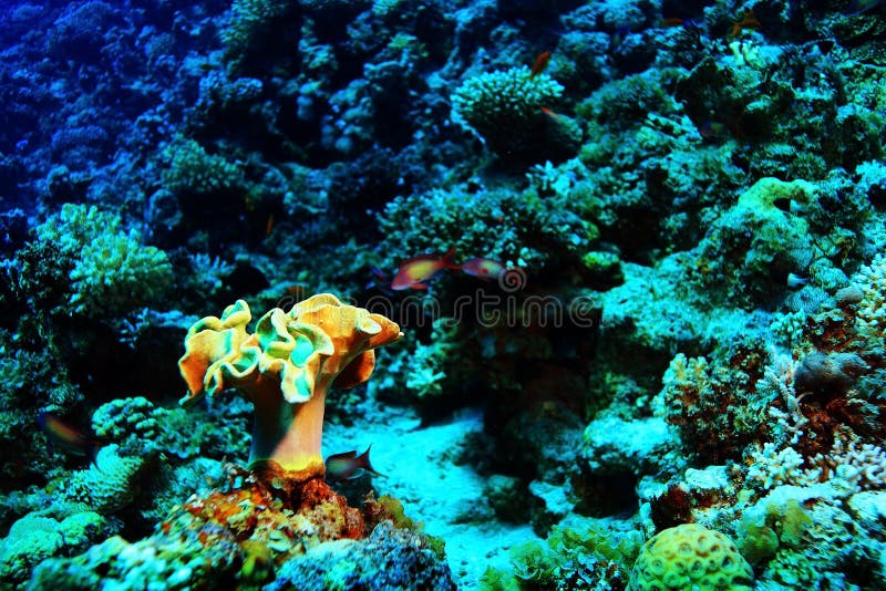 Coral reef in warm sea stock image. Image of beauty, life - 69537639