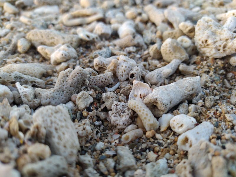 Coral reef in white sand stock photo. Image of coral - 203930870