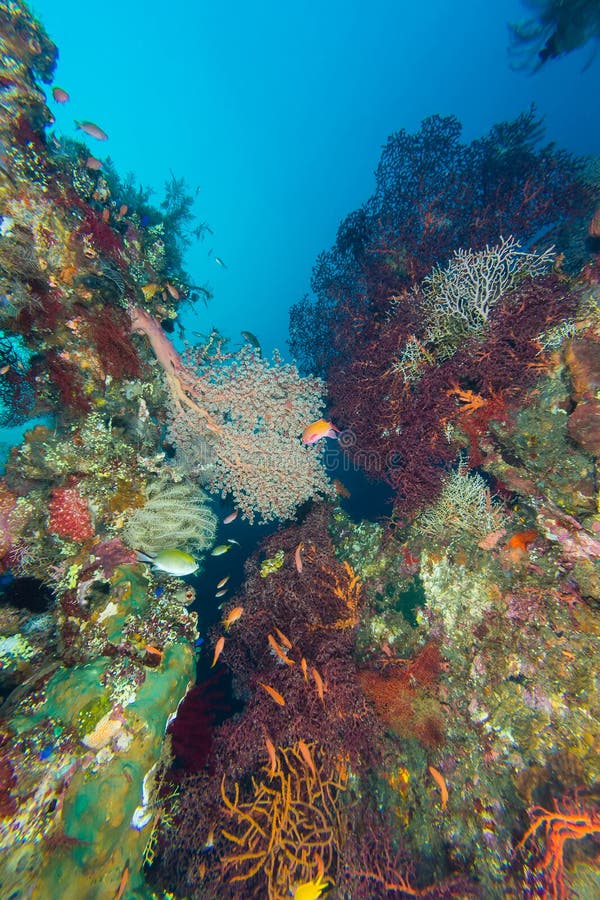 Coral reef at Wreck stock image. Image of underwater - 65116875