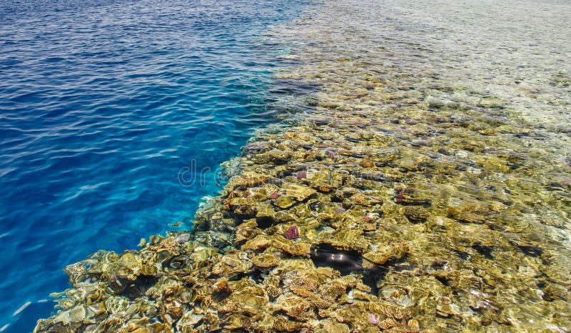 Yellow on the Rocks stock image. Image of flowers, orange - 203076591