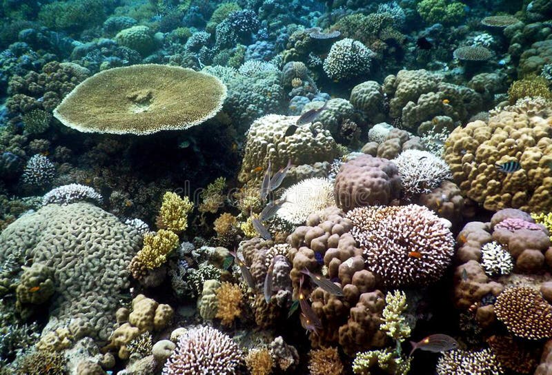 VariousTypes of Coral Reefs Stock Image - Image of colonies, forms ...