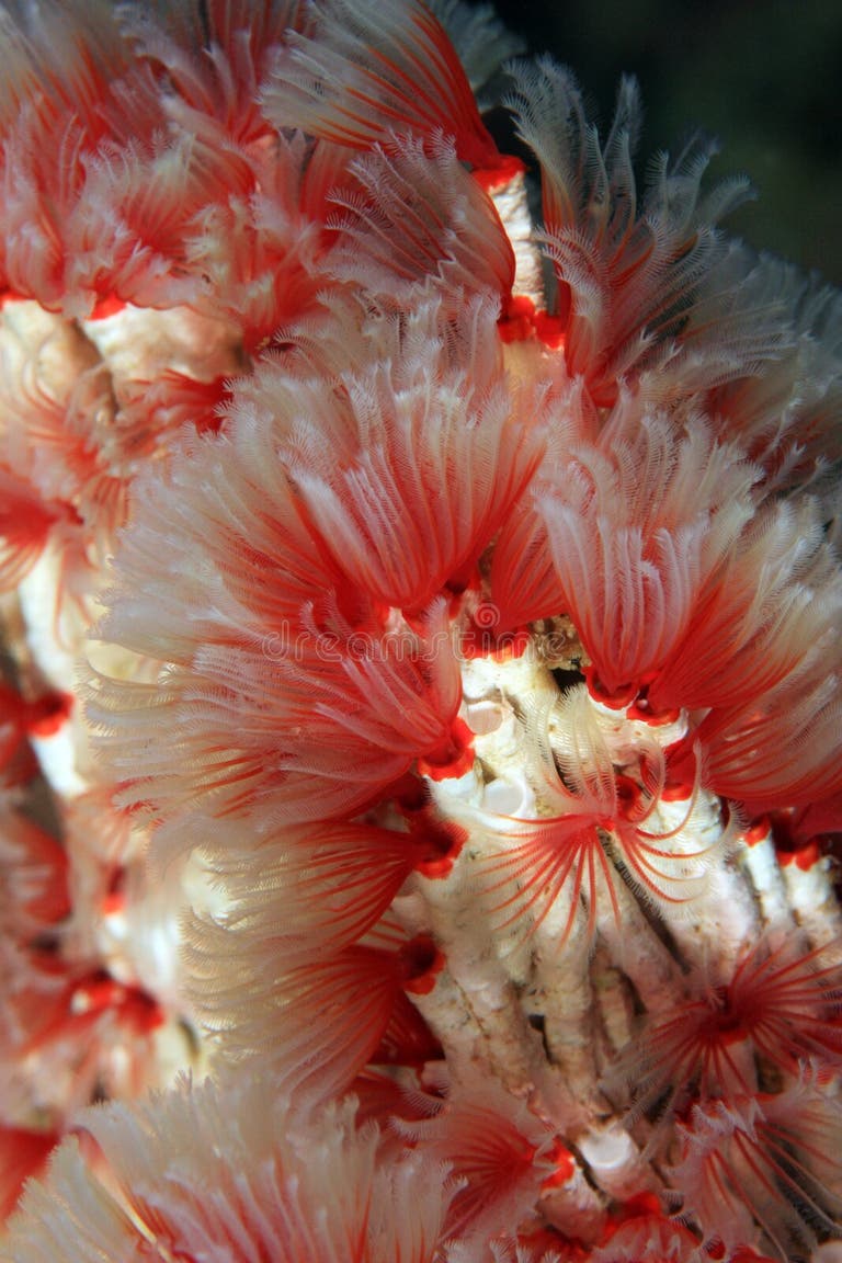 1,790 Coral Reefs Fish Tank Stock Photos - Free & Royalty-Free Stock ...