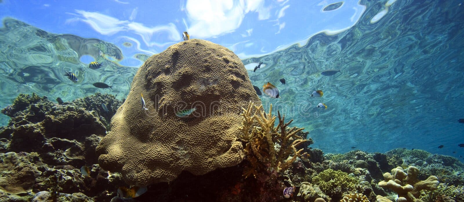 Creatures of the Cambrian Period, Underwater Scene with Anomalocaris ...