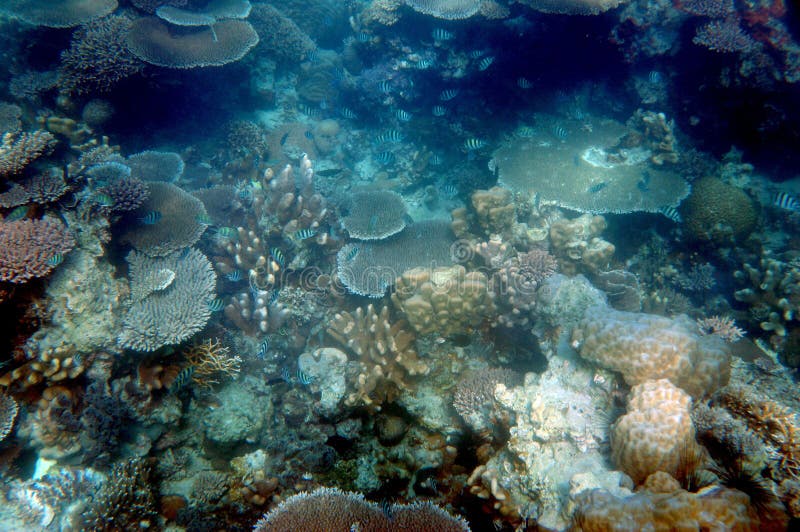 Coral reefs stock image. Image of reefs, islands, ocean - 43316985