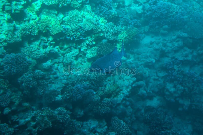 Coral Reefs and Fish in the Red Sea Stock Photo - Image of marine ...