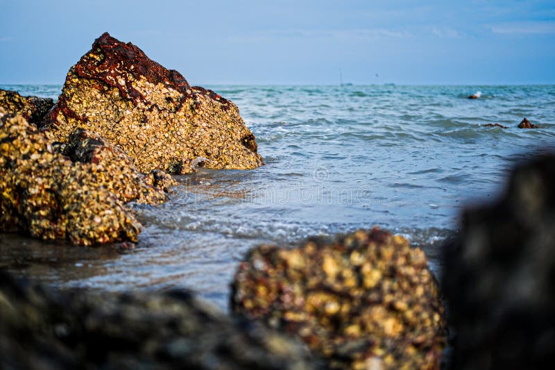 Coral Reefs Full of Barnacles on the Beach Stock Image - Image of coast ...
