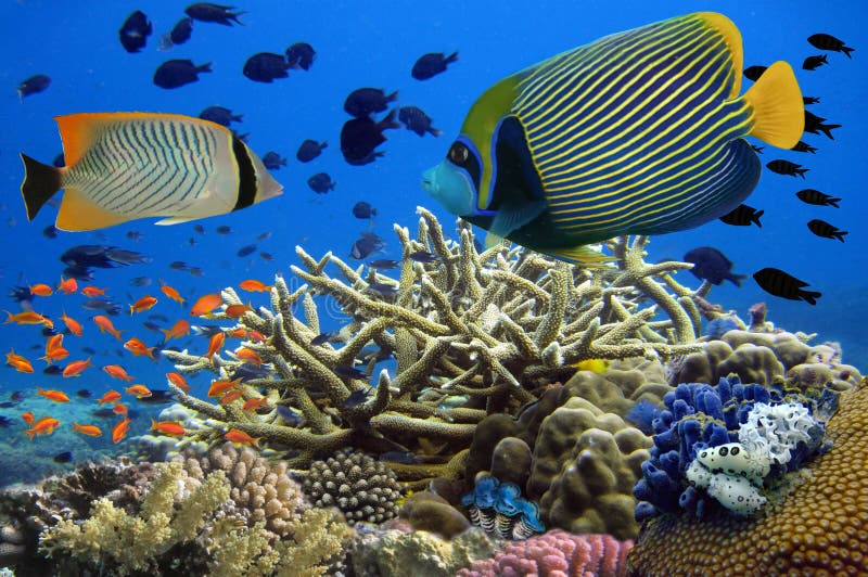 Coral Reefs are the Largest Natural Structures Stock Photo - Image of ...