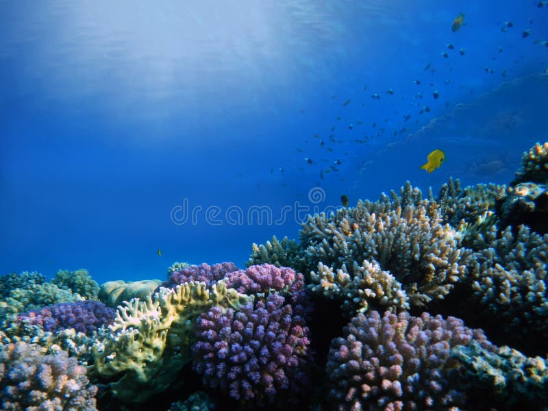 Coral Reefs Largest Natural Structures Red Sea Stock Photos - Free ...
