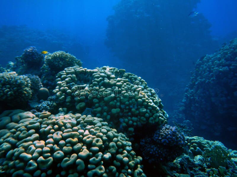 Coral Reefs are the Largest Natural Structures in the Red Sea Stock ...