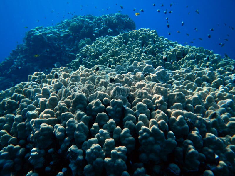 Coral Reefs Largest Natural Structures Red Sea Stock Photos - Free ...