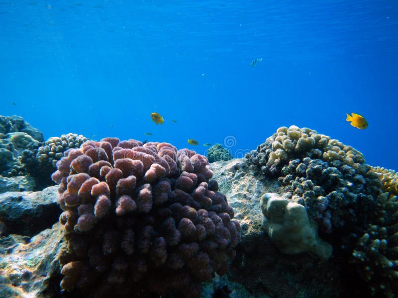 Coral Reefs are the Largest Natural Structures in the Red Sea Stock ...