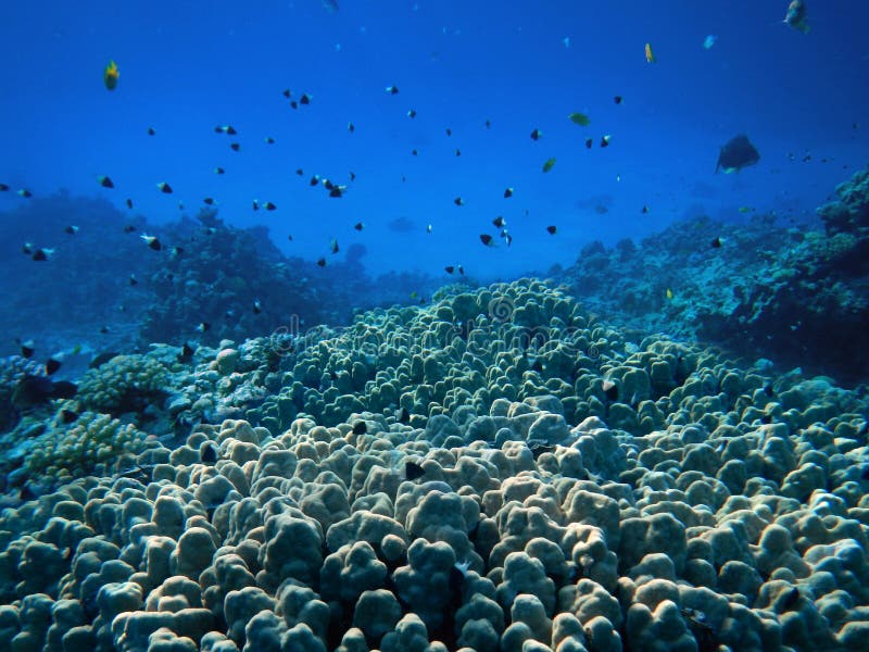 Coral Reefs Largest Natural Structures Red Sea Stock Photos - Free ...