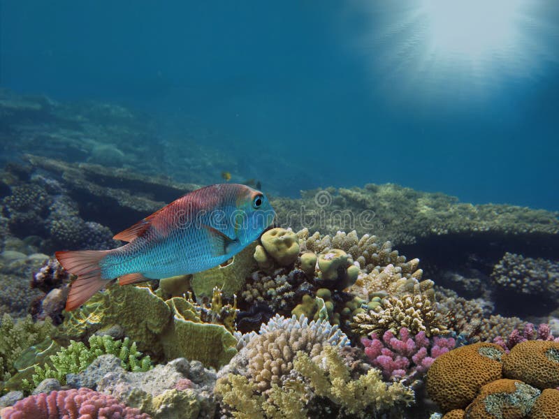 Coral Reefs are the Largest Natural Structures in the Red Sea Stock ...
