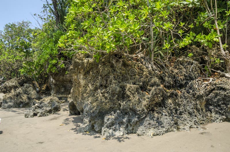 Coral Reefs stock photo. Image of reef, tree, rock, outdoor - 85087958