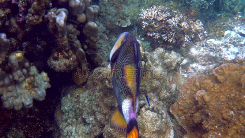 In the Coral Reefs, Many Fish Stock Video - Video of snorkeling, fish ...